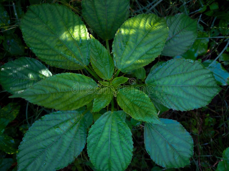 Green Leaf Plant Top View Photo in Farm Stock Photo - Image of ...