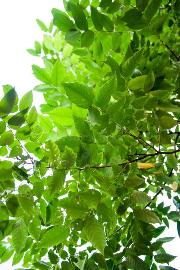Green, Leaf, Plant, Tree Picture. Image: 118430318