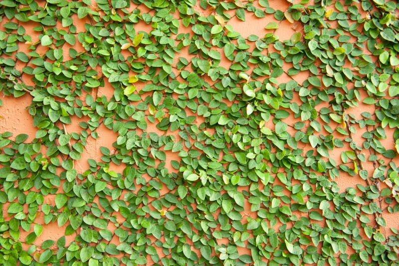 Green leaf plant wall stock image. Image of abstract - 261195477