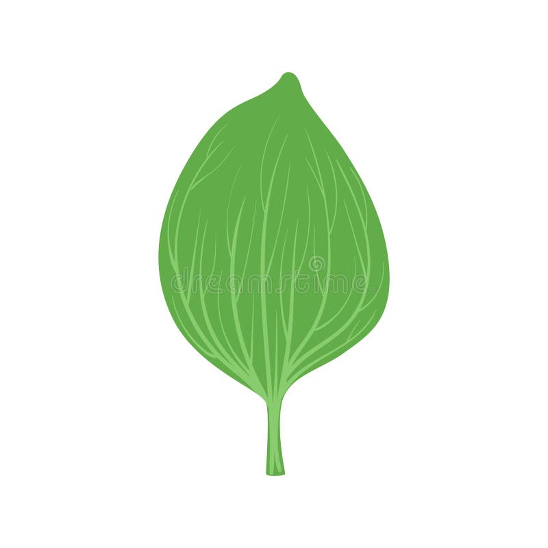 Green Leaf of Plantain Vector Illustration Stock Vector - Illustration ...