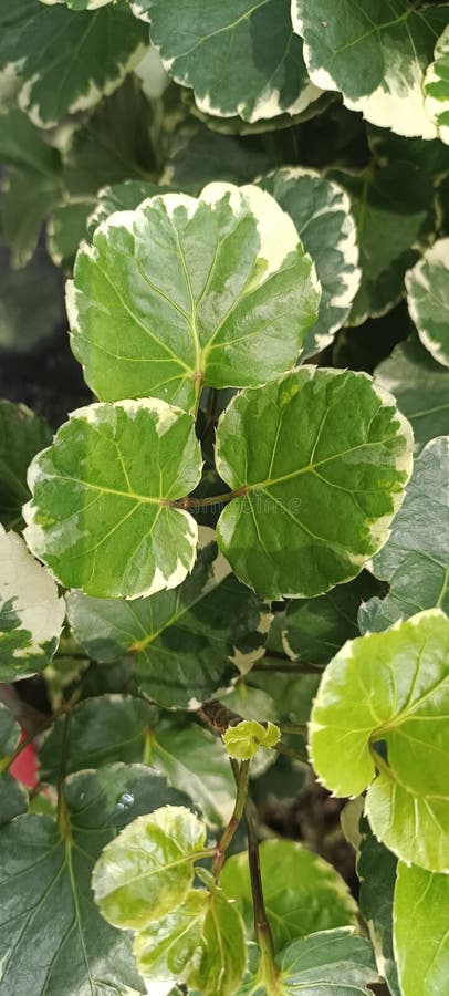 Green Leaf Plants Have White Lines on the Edges of the Leaves. Stock ...