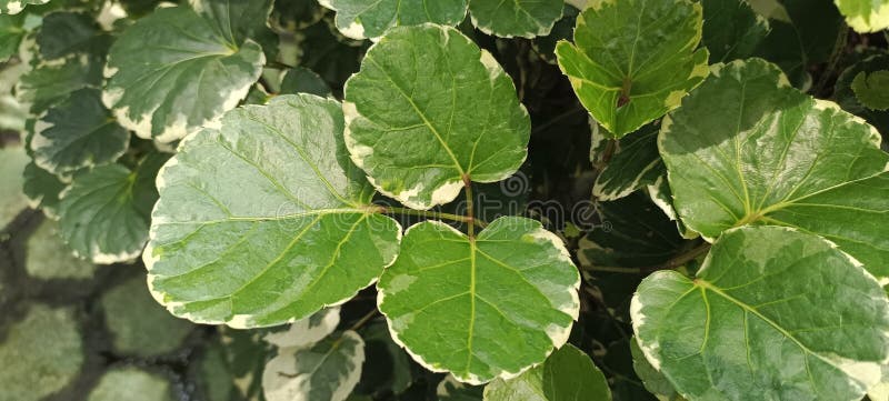 Green Leaf Plants Have White Lines on the Edges of the Leaves. Stock ...