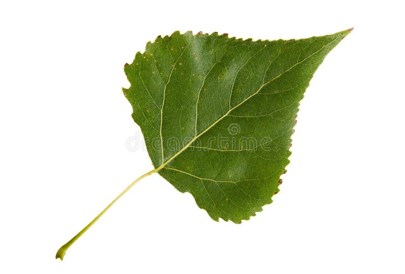 Green Leaf of Poplar Tree Isolated on White Background Stock Photo ...