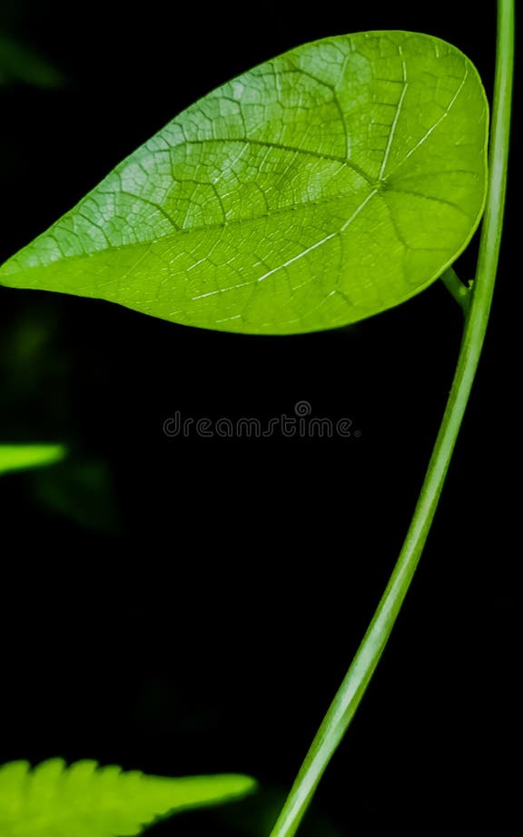 Green leaf portrait stock photo. Image of green, sunlight - 189088986