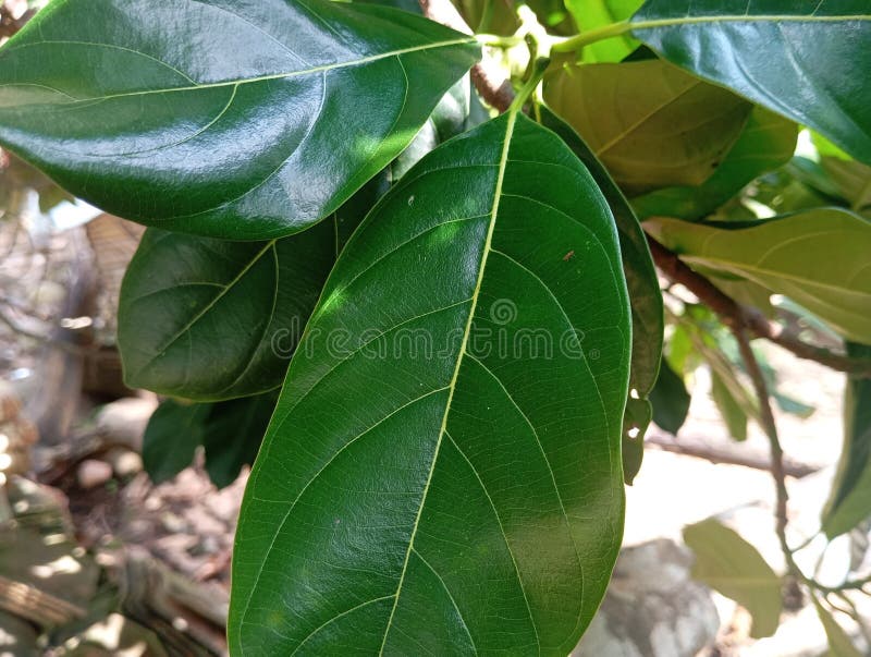 Green Leaf Portrait in Nature Hd Photo Stock Photo - Image of leaf ...