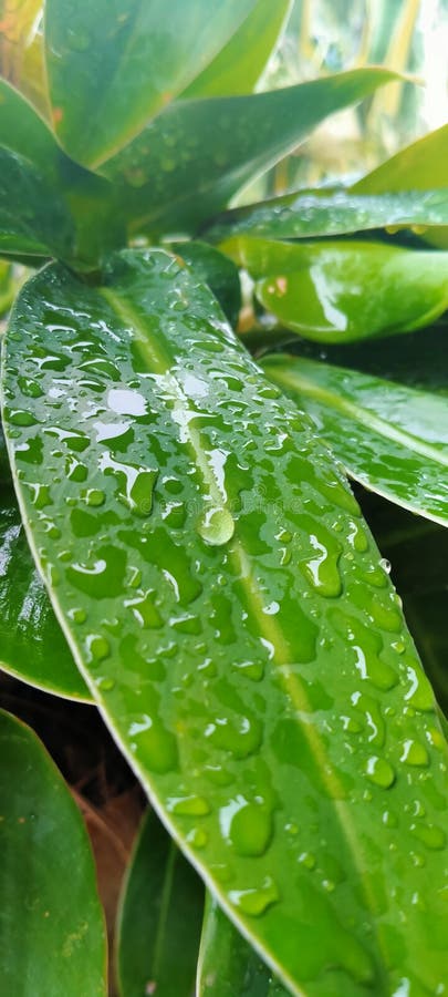 Green leaf potre stock photo. Image of leaf, nature - 202608112