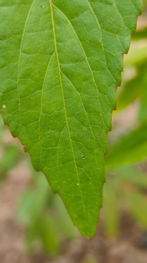 Green Leaf on Pto with Macro Lens Stock Photo - Image of plant, nature ...