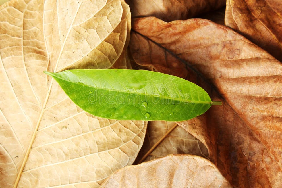 Green Leaf Put on Dry Leaf Detail. Stock Photo - Image of freshness ...