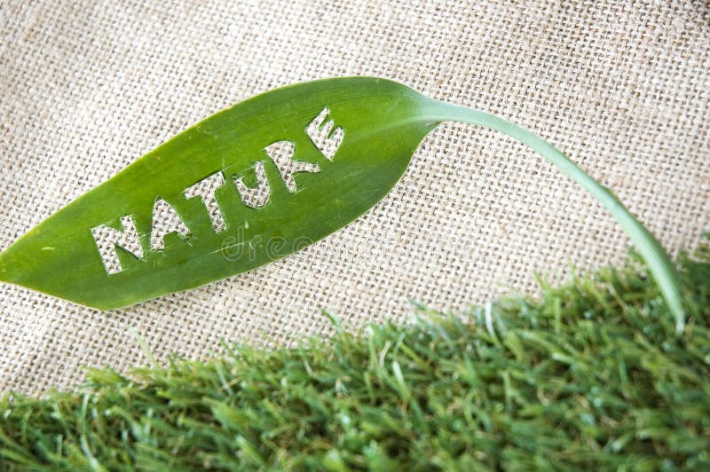 Green leaf put on grass stock image. Image of simply - 44380387