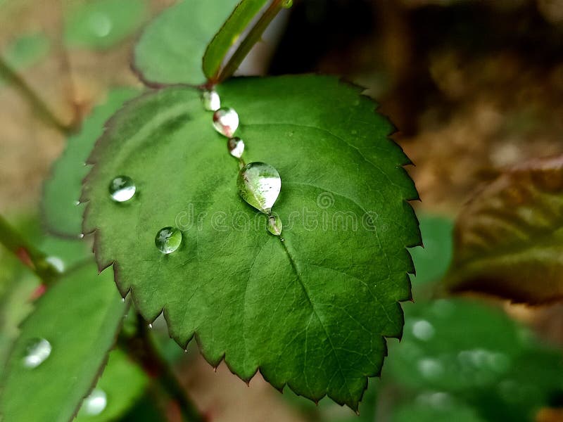Green Leaf Rain Drop Focus Micro Camera Natural Beauty Stock Image ...
