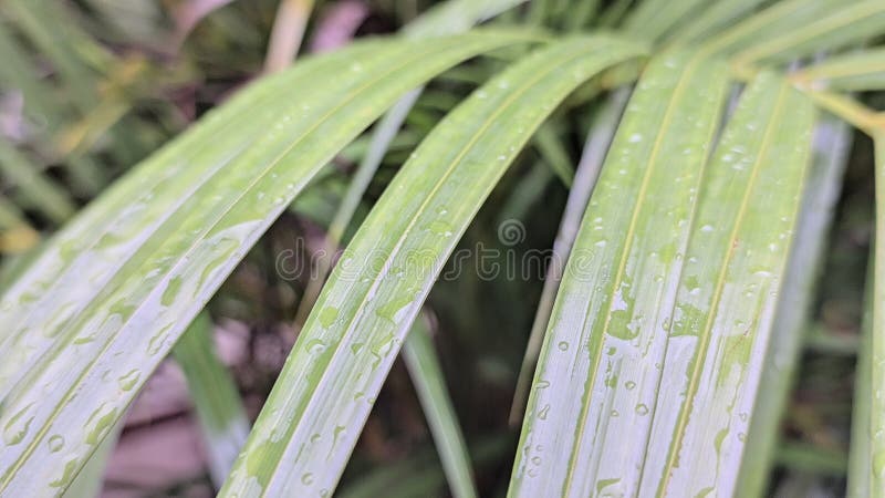 Green Leaf with Rain Focus on Main Object Stock Image - Image of focus ...
