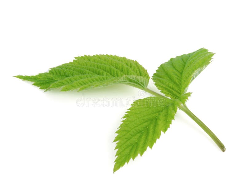 Green Leaf of Raspberry Isolated on White Stock Photo - Image of ...