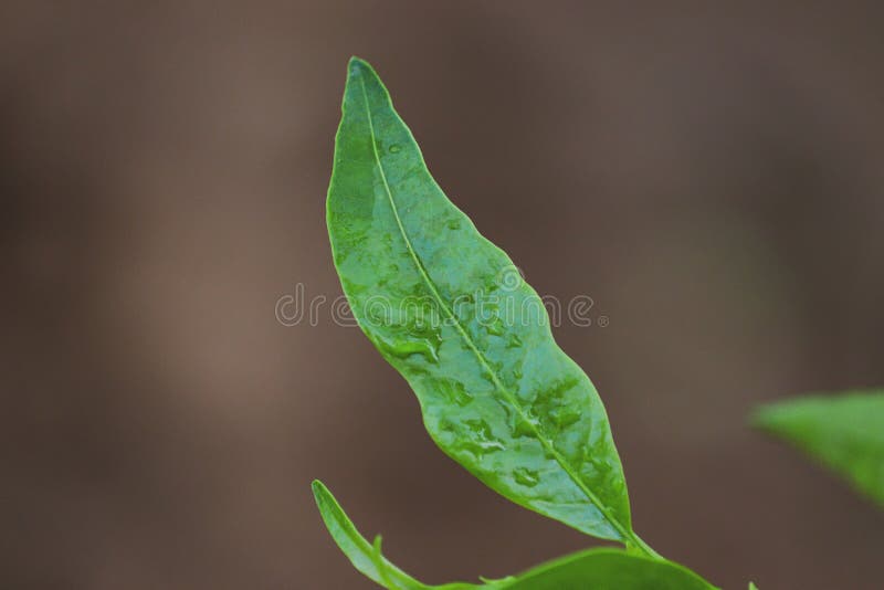 Green Leaf of Rat Rani Flower Tree Stock Photo - Image of clear ...