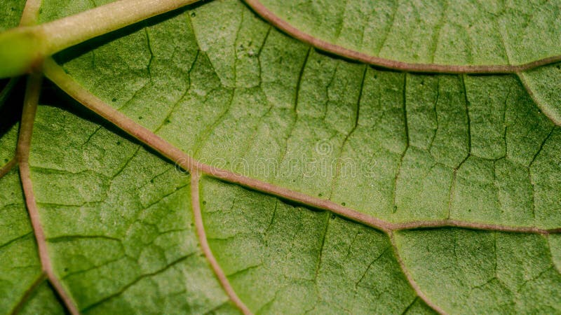 Green leaf with red bone stock photo. Image of gradient - 106702684