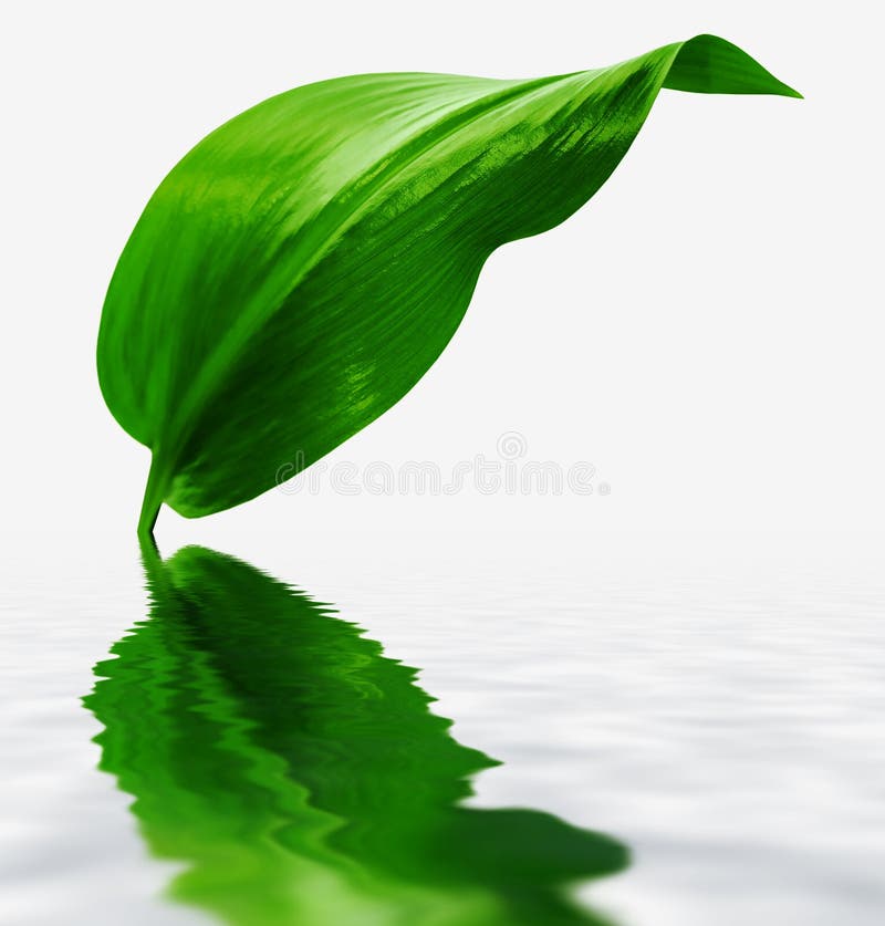 Green leaf with reflection stock image. Image of horizontal - 173815145
