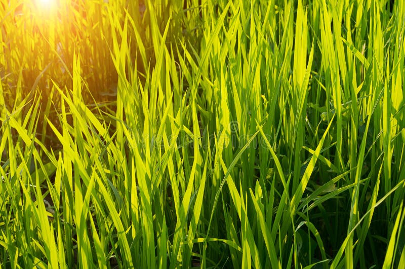Green Leaf of Rice Plant in Rice Field Stock Image - Image of crop ...