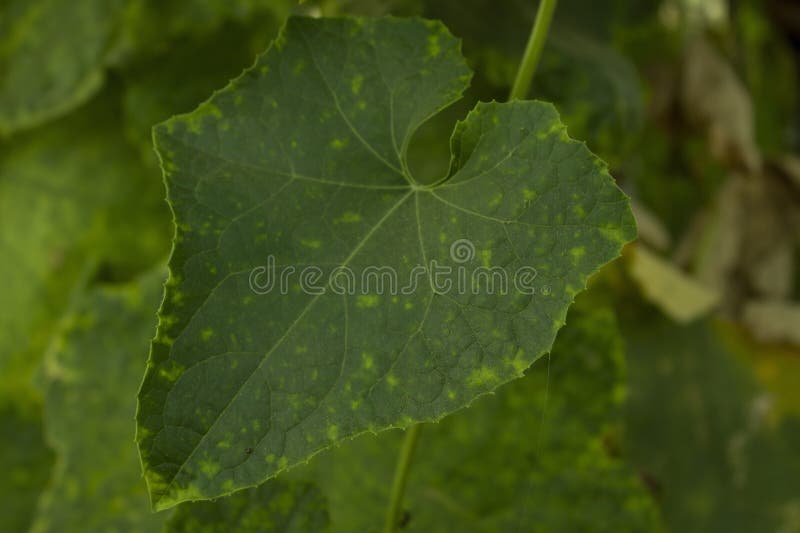 Green Leaf of Ridge Gourd in the Garden Stock Photo - Image of west ...