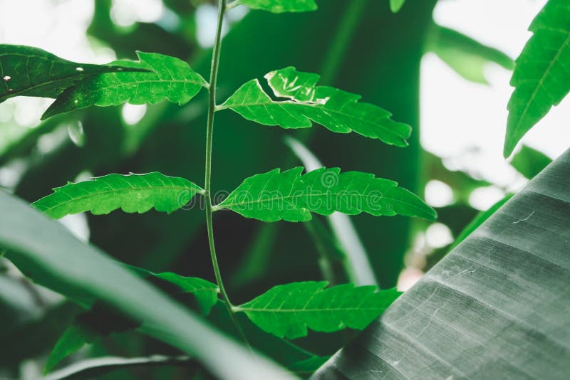 Green leaf with rim light stock photo. Image of garden - 93669808