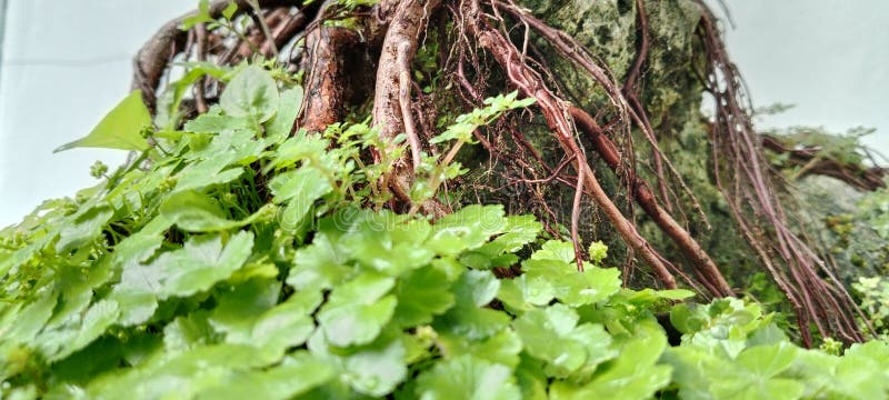 Green leaf on the root stock image. Image of plant, shrub - 262401293