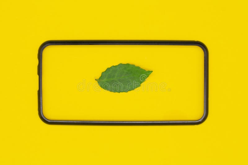 Green Leaf from a Rose Stem in the Frame on a Yellow Background Stock ...