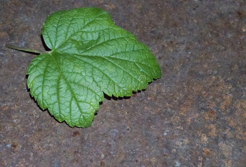 Green Leaf on a Rusty Surface Stock Image - Image of rusty, metallic ...