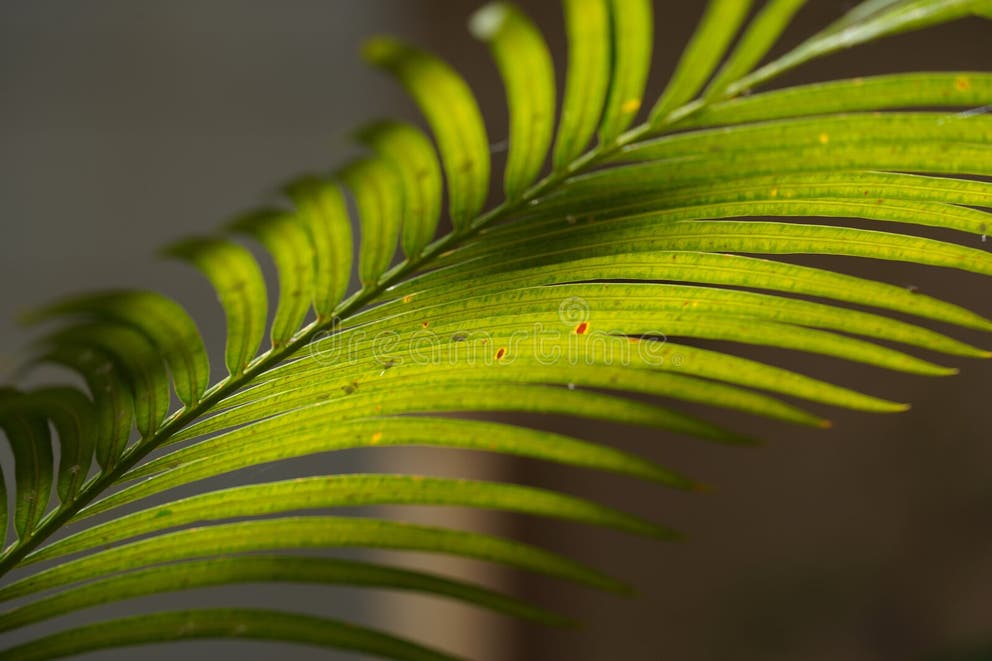 Green Leaf Sago Palm, Leaf of Palm Tree Stock Photo - Image of white ...