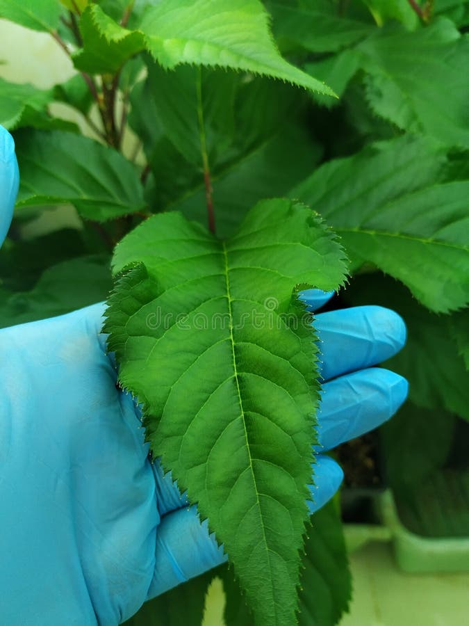 Green Leaf Sample , Scientific Laboratory Stock Photo - Image of flower ...