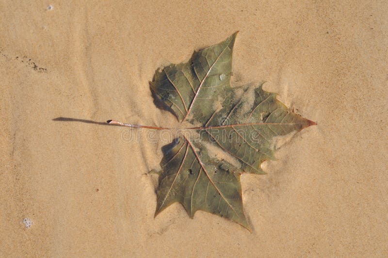 Green Leaf on Sand Contrasts Nature and Earth S Textures Stock Photo ...
