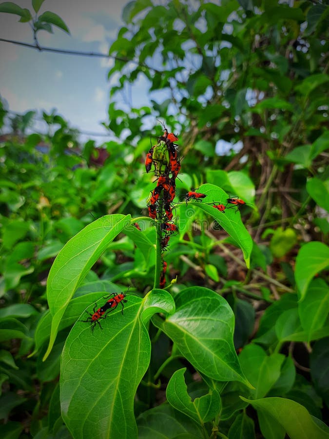 Sajan Sajan (Tecsajan) - Photographer profile