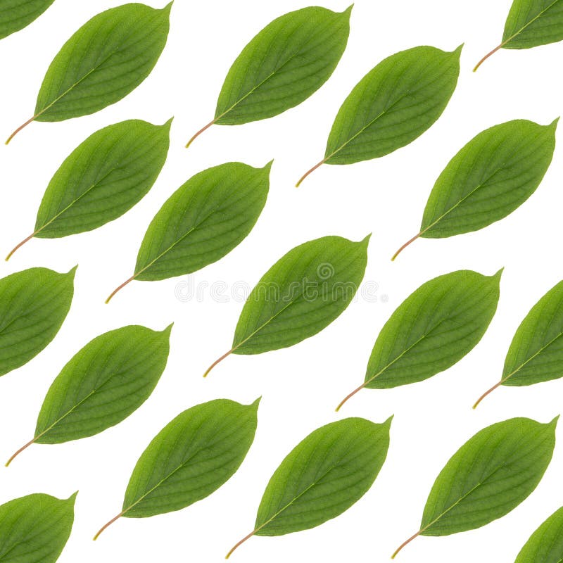 Green Leaf Seamless Pattern, Natutal Summer Background Stock Photo ...