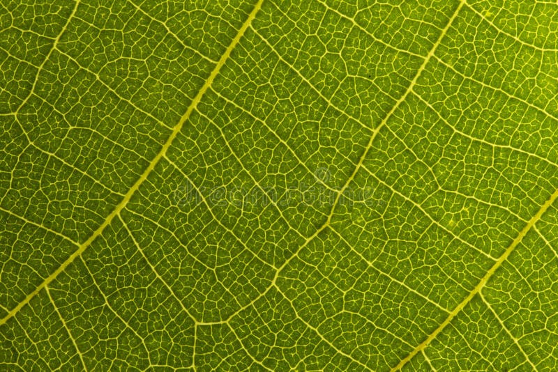 Green Leaf Seamless Texture Stock Photo - Image of macro, green: 35841066