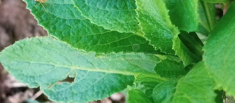 Green leaf seen from below stock photo. Image of woodland - 277957492