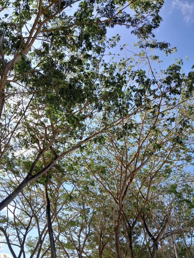 Green Leaf seen from below stock image. Image of hrough - 340950127