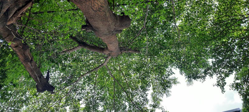Green Leaf Seen Form Bellow Stock Image - Image of bellow, leaf: 277078881