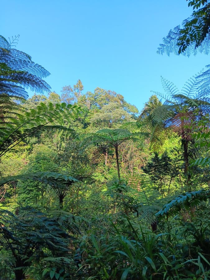 Green Leaf Seen Froom Below Stock Image - Image of froom, leaf: 282732179