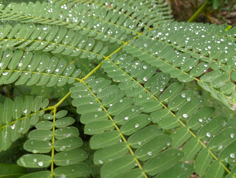 Green Leaf of Sengon in Tropical Stock Image - Image of botanical ...