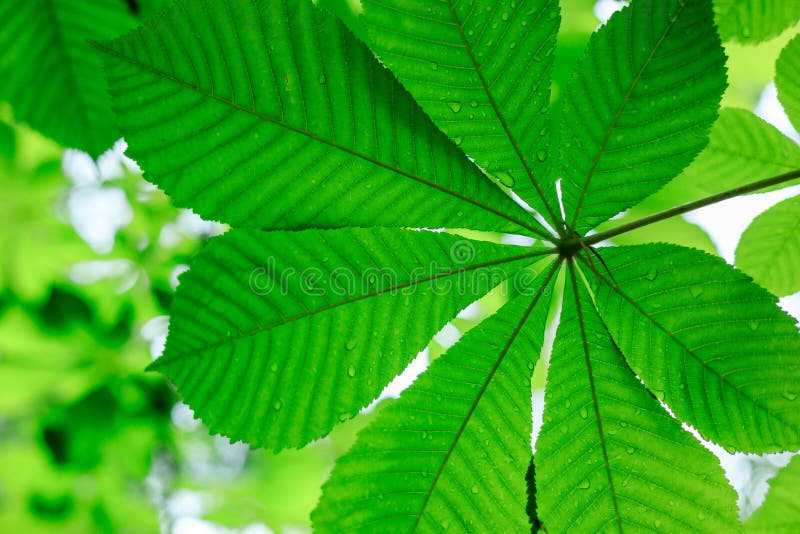 Green Leaf Seven Pieces in a Paw with Water Drops on the Surface of the ...
