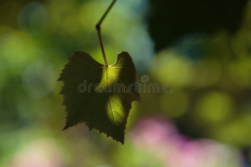 Green Leaf with Sun Pattern. Stock Photo - Image of long, shade: 142479918
