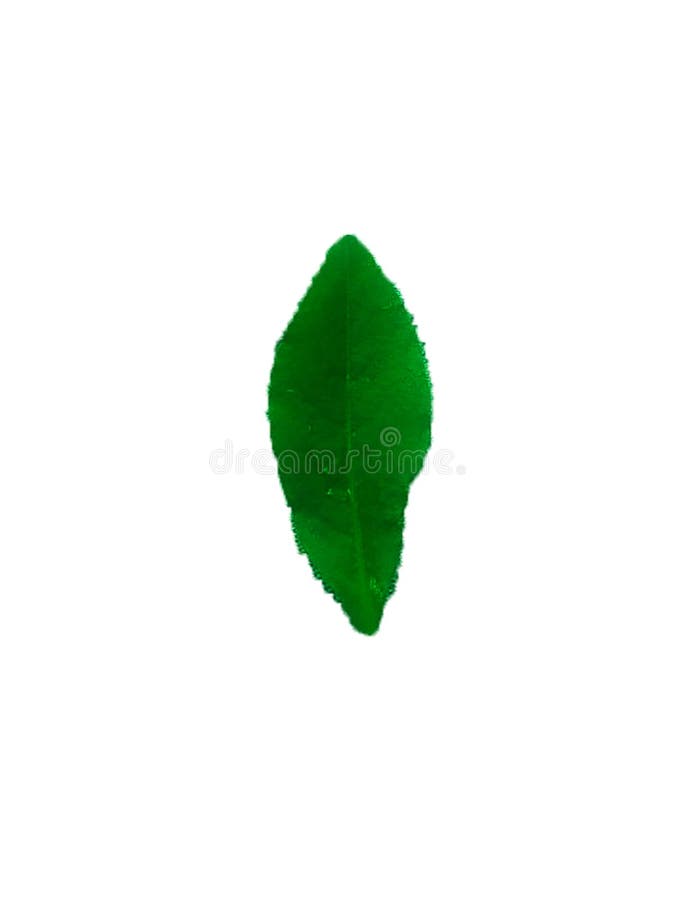 Green Leaf with Shadow Isolated on Transparent Background Stock Image ...