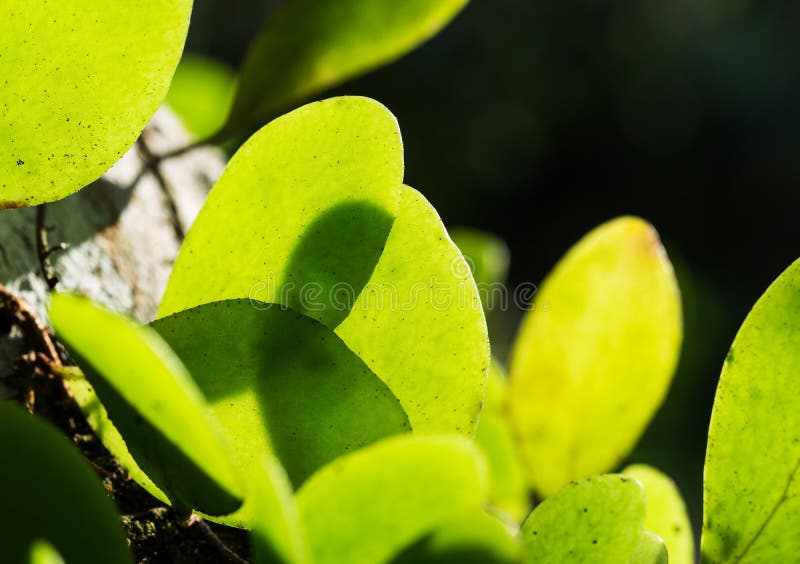 Green Leaf Shadow with Texture and Pattern Stock Photo - Image of color ...