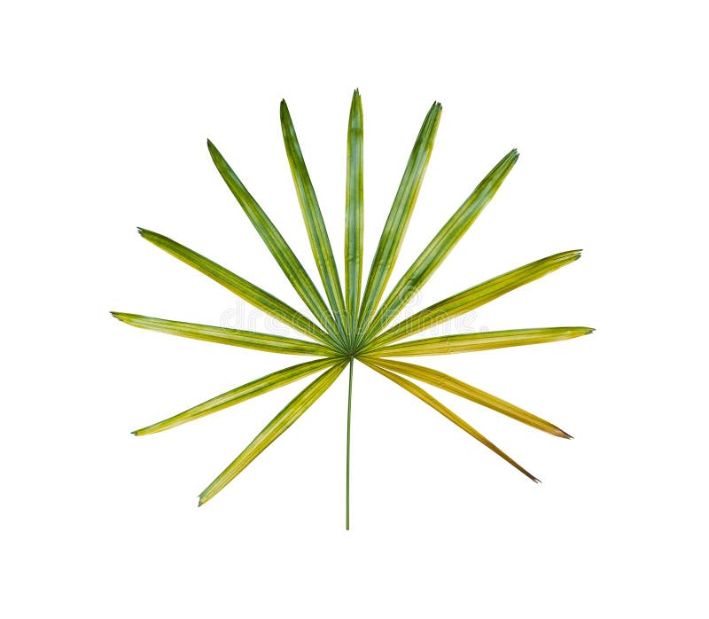 Green Leaf Shaped Sharp and Pointed Isolated Stock Photo - Image of ...