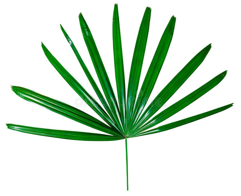 Green Leaf Shaped Sharp and Pointed Isolated Stock Photo - Image of ...