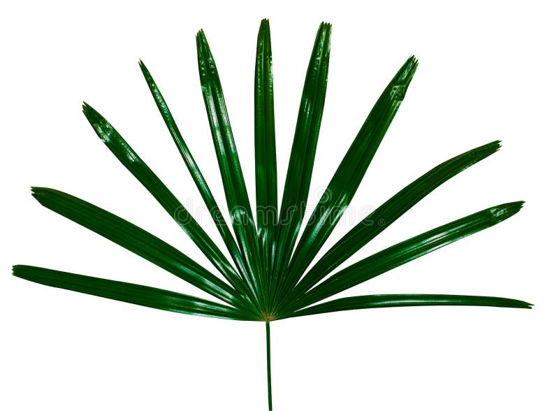 Green Leaf Shaped Sharp and Pointed Isolated Stock Photo - Image of ...