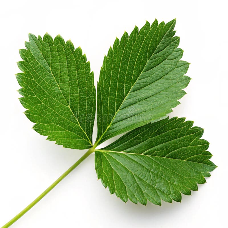 Green Leaf with Sharp Edges on Transparent Background Stock ...
