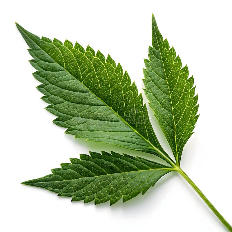 Green Leaf with Sharp Edges Isolated on White Background Stock ...