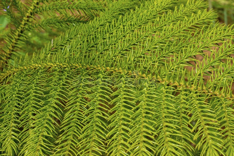 Green Leaf with Sharp Tip, Close-up Stock Image - Image of light, flora ...