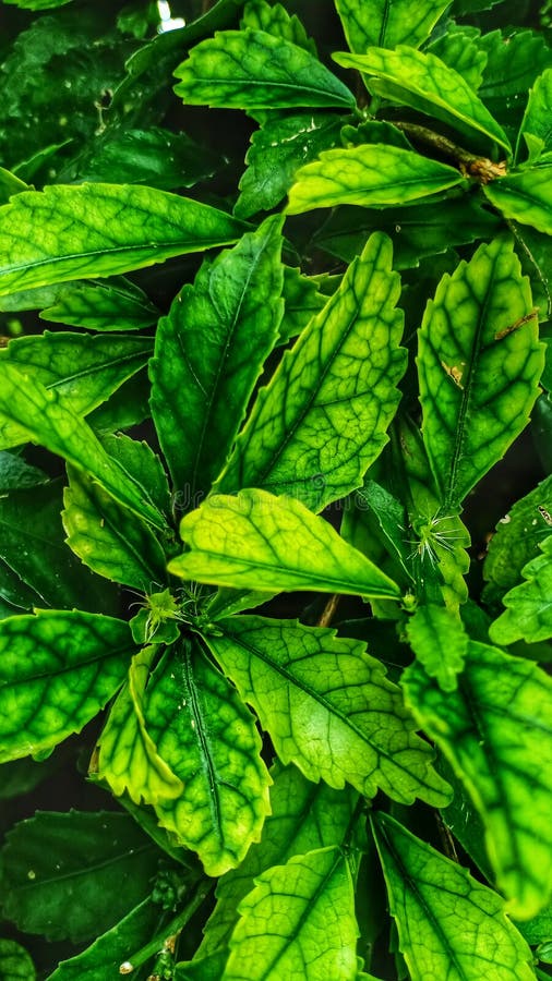 Green Leaf Shot from Angle View Stock Photo - Image of nature ...