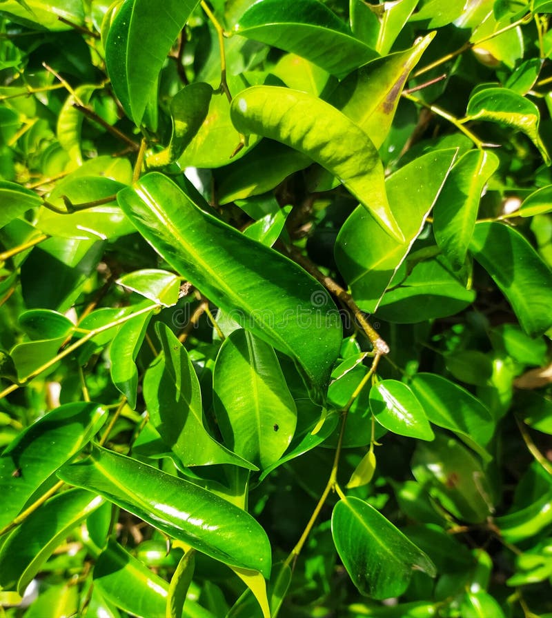 Green Leaf Shot with High Angel View Stock Image - Image of food, plant ...