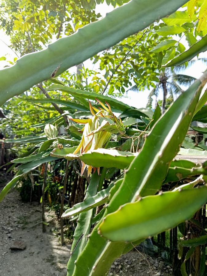 Green Leaf Shot from High Angle View Stock Photo - Image of shot, view ...