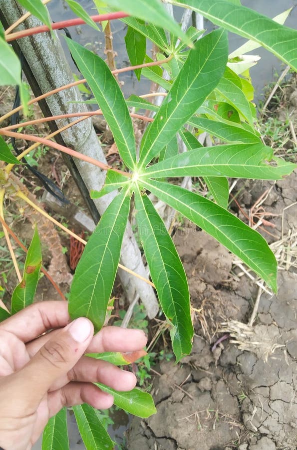 Green Leaf Shot from High Angle View Stock Photo - Image of angle, high ...